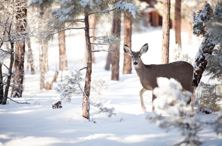 Find Winter Activities Lambertville NJ: Union Chill Cannabis